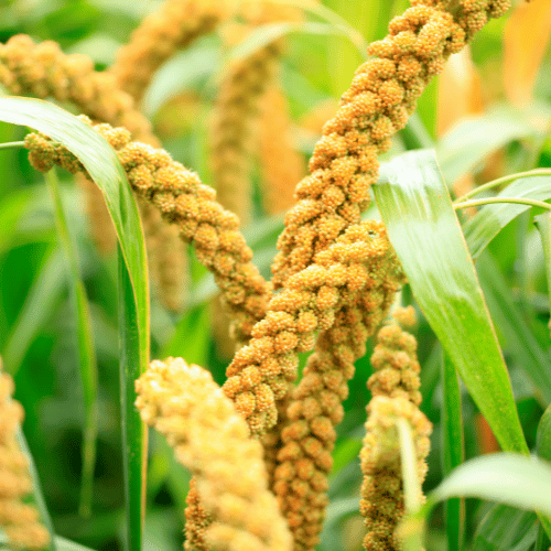 Millets for Weight Loss: How They Help & Best Types to Eat – Agree ...